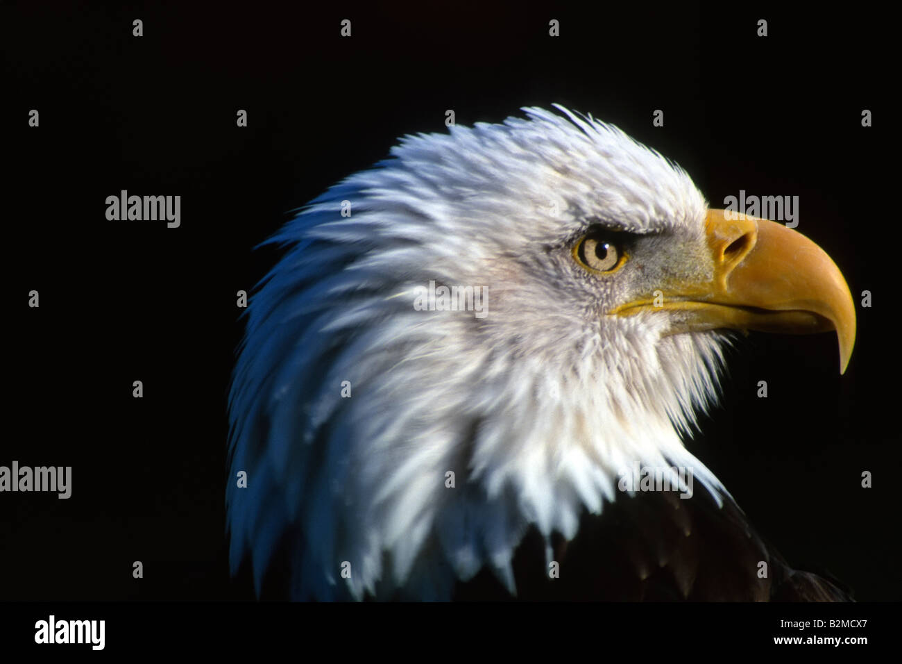 Bald Eagle close up Stock Photo - Alamy