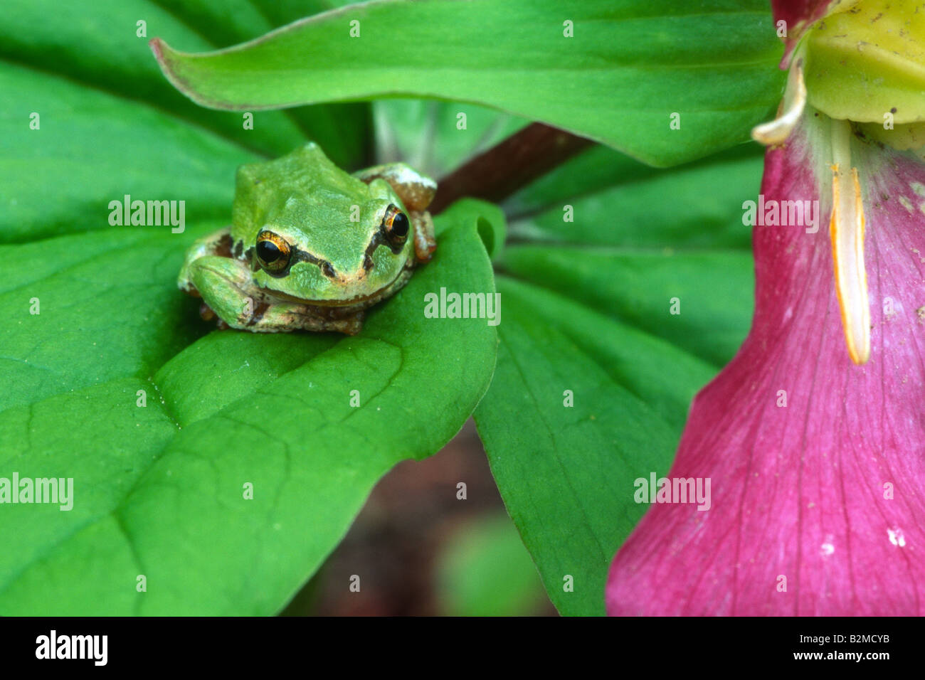 Green tree frog on leaf Stock Photo - Alamy