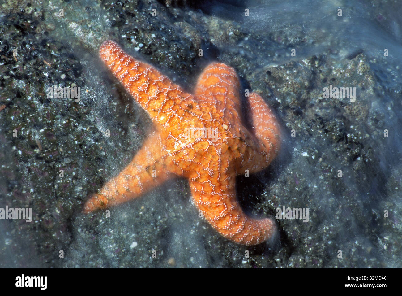 Starfish underwater usa hi-res stock photography and images - Alamy
