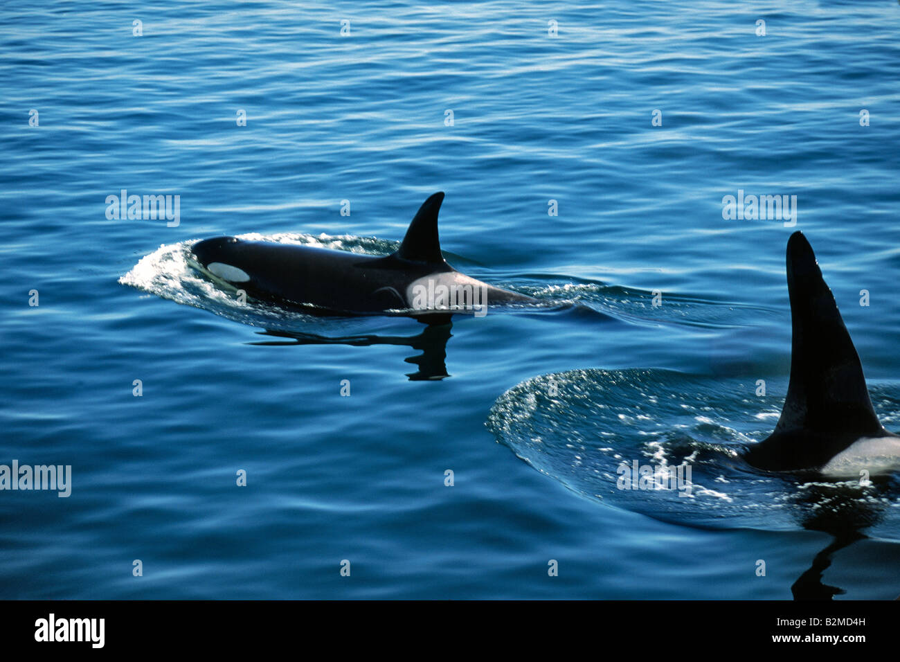 Orca Surfacing in Pacific Ocean along Washington Coast Stock Photo - Alamy