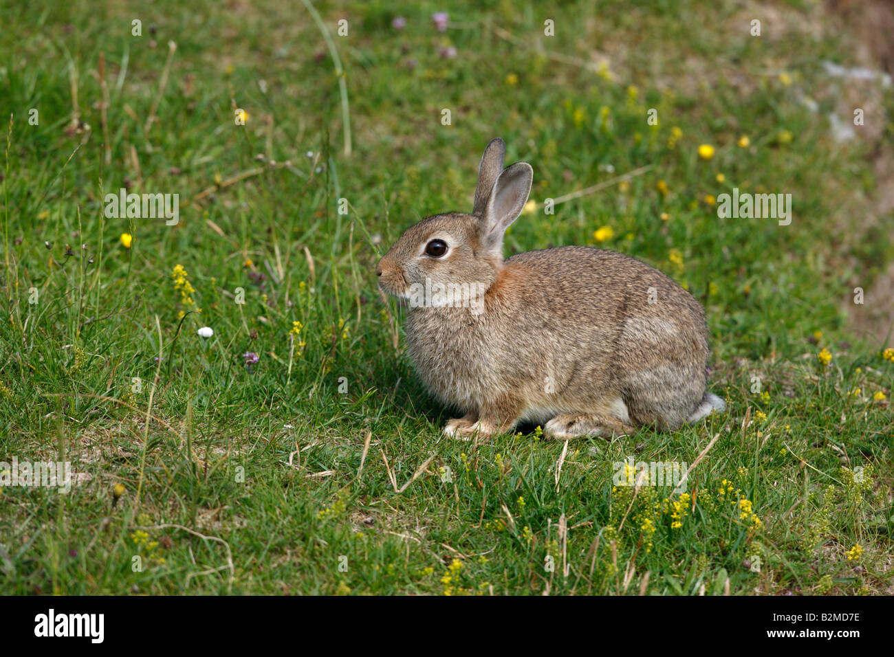 Rabbit Oryctolagus cuniculus Islay Scotland summer Stock Photo - Alamy