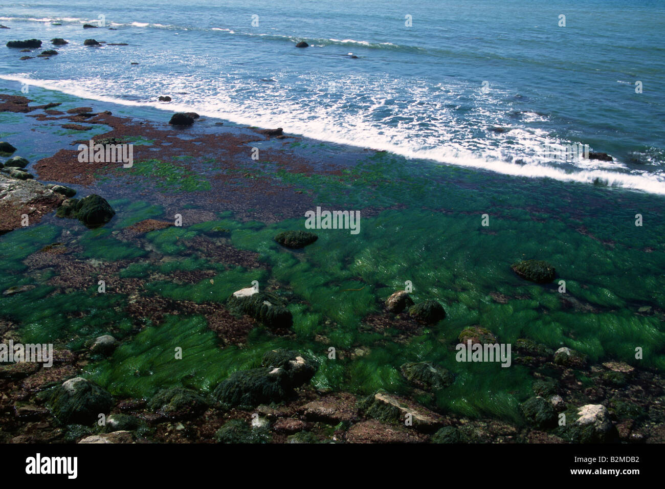 Water algae california hi-res stock photography and images - Alamy