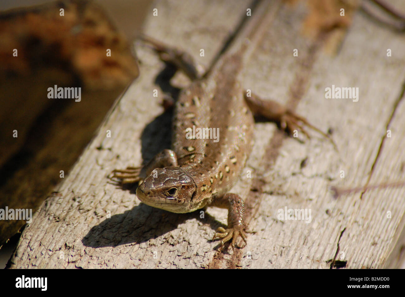 Macro photograph of a brown lizard Stock Photo - Alamy