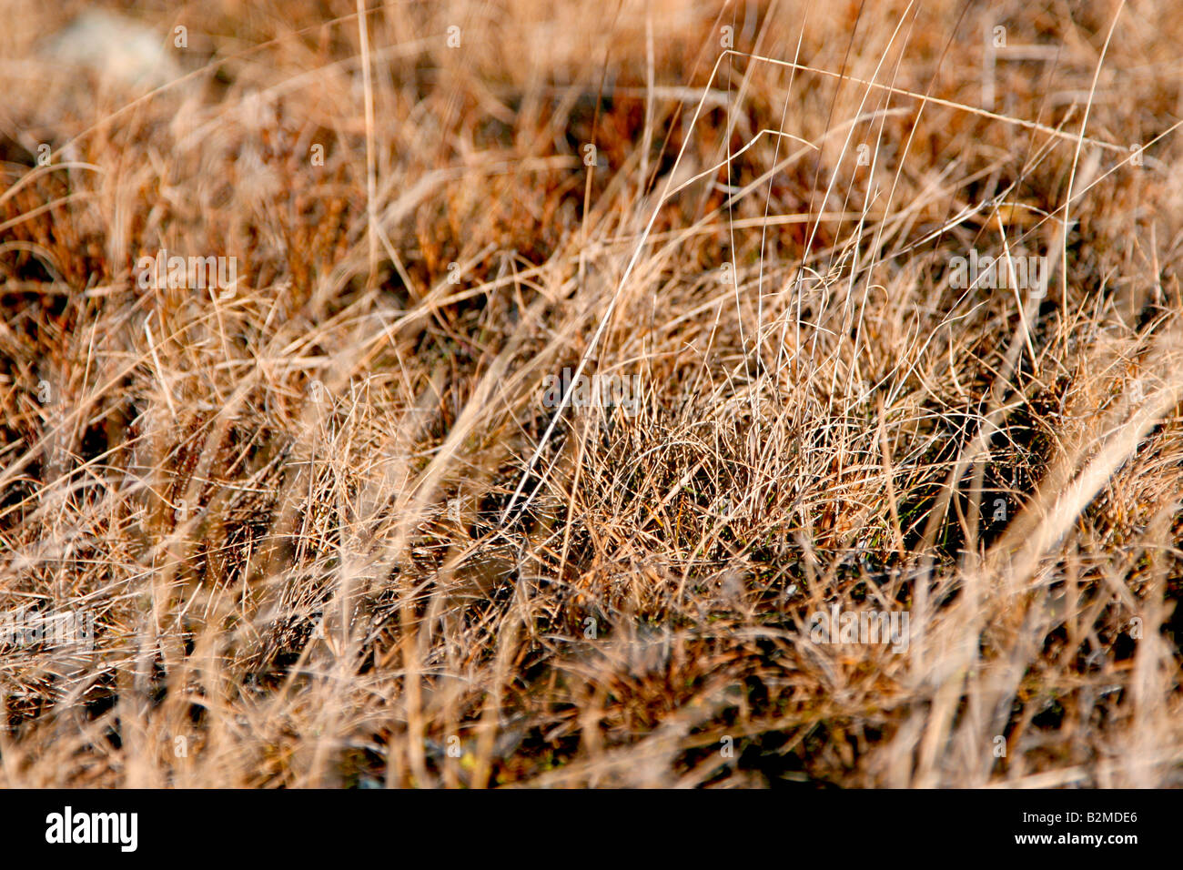 texture of a dry grass Stock Photo - Alamy