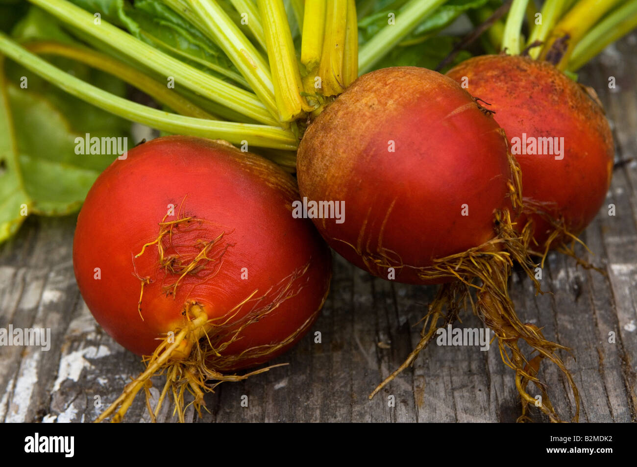 Three golden beets Stock Photo - Alamy
