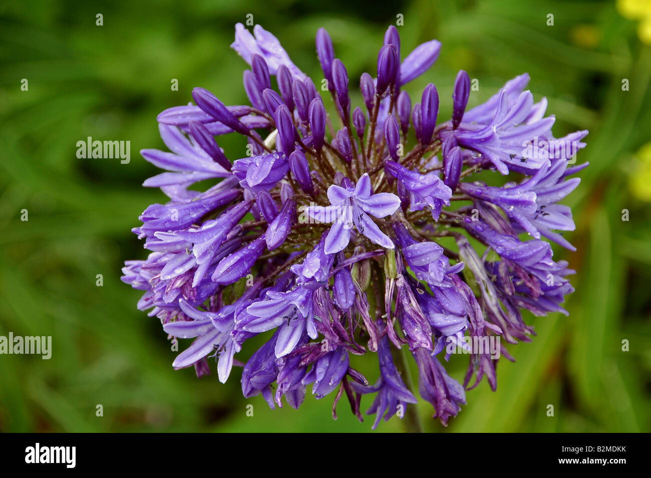 Single flower truss of Agapanthus which is quite resistant to heavy ...