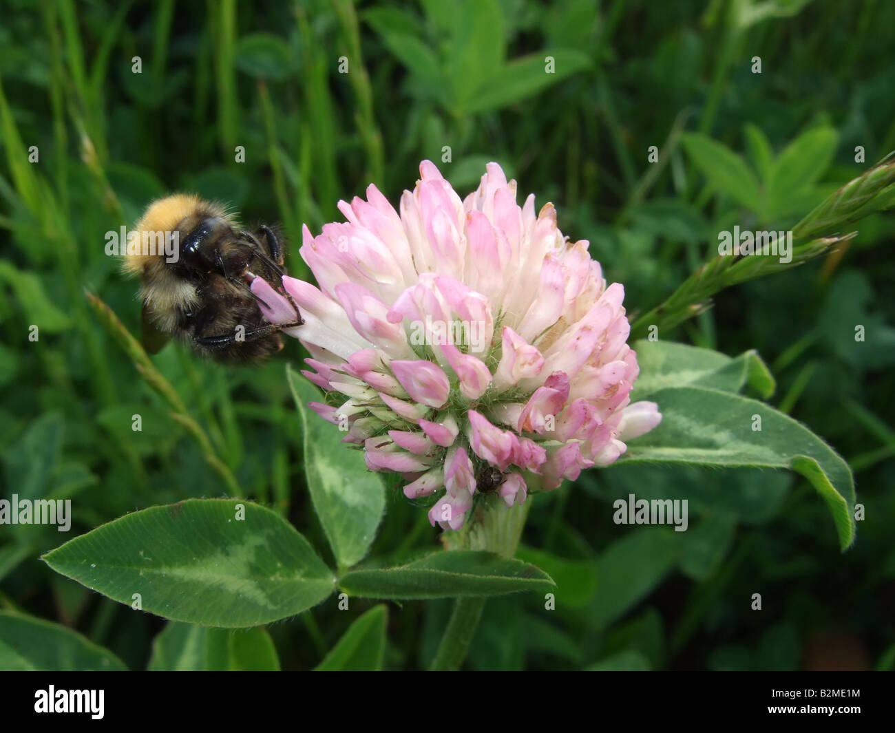 Nectar feeding proboscis of bee hi-res stock photography and images - Alamy