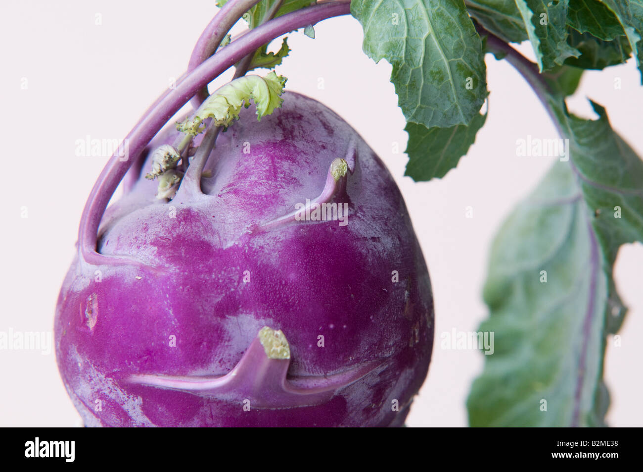 Pure and fresh vegetables white background Stock Photo - Alamy