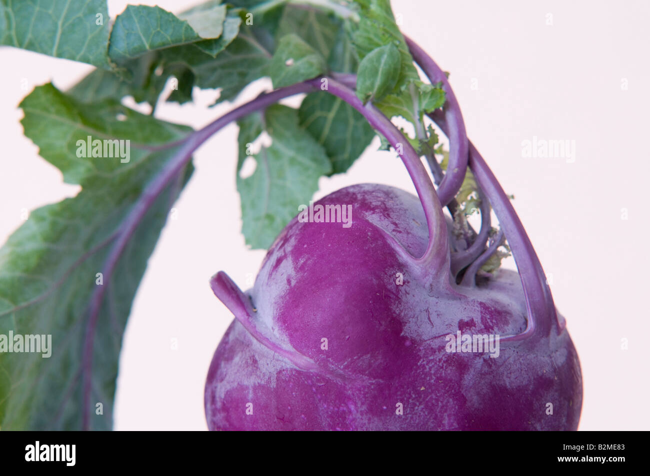 Pure and fresh vegetables white background Stock Photo - Alamy
