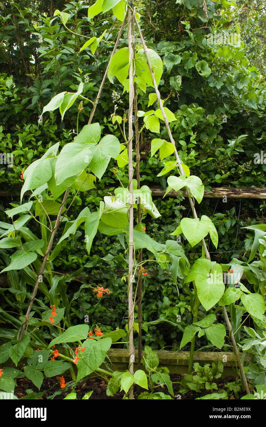 Runner Beans Growing on Bamboo Canes in the Garden Stock Photo - Alamy