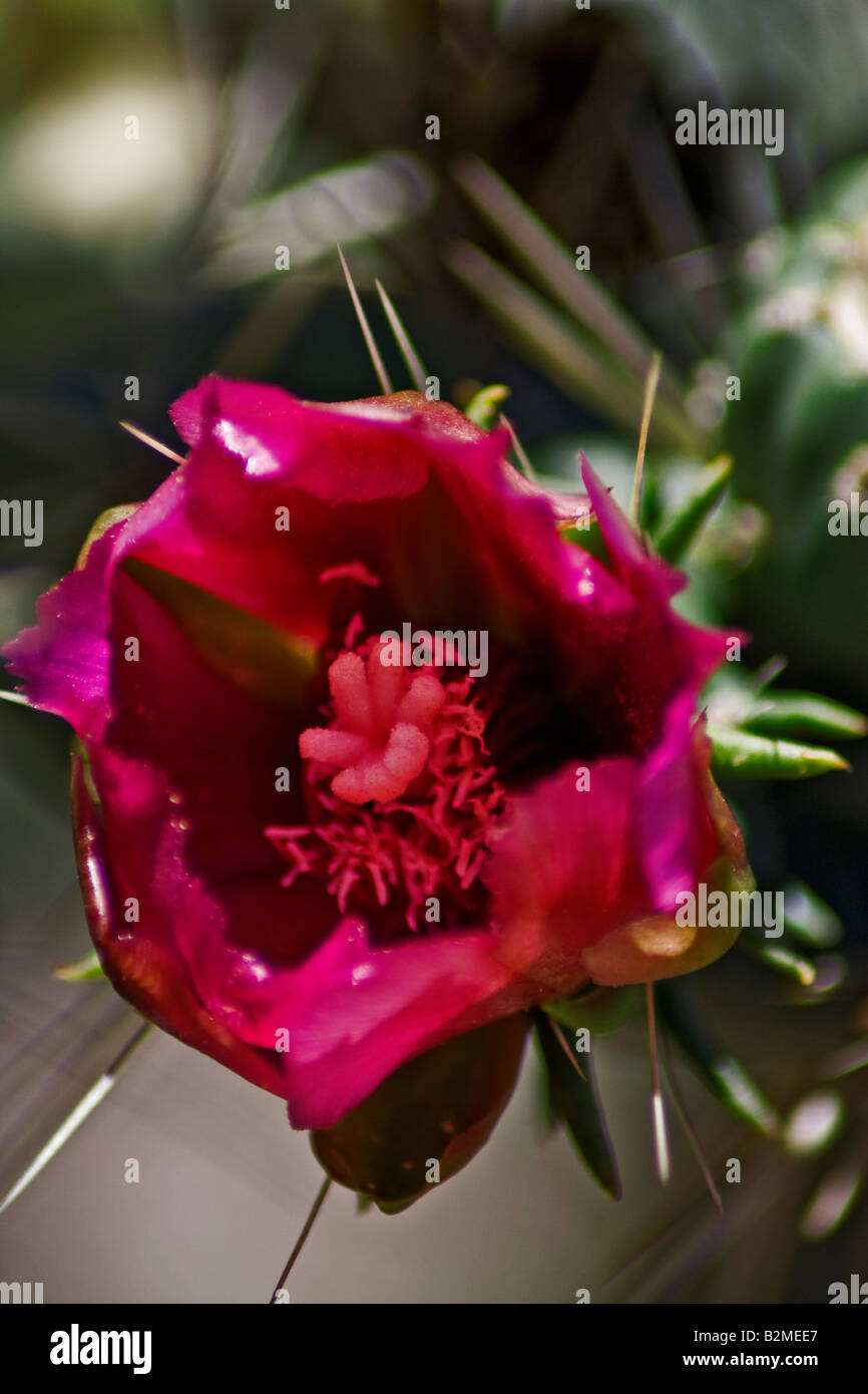 Mexico, Matehuala, Cactus Cholla or Prickly Pear of the family Opuntia ...