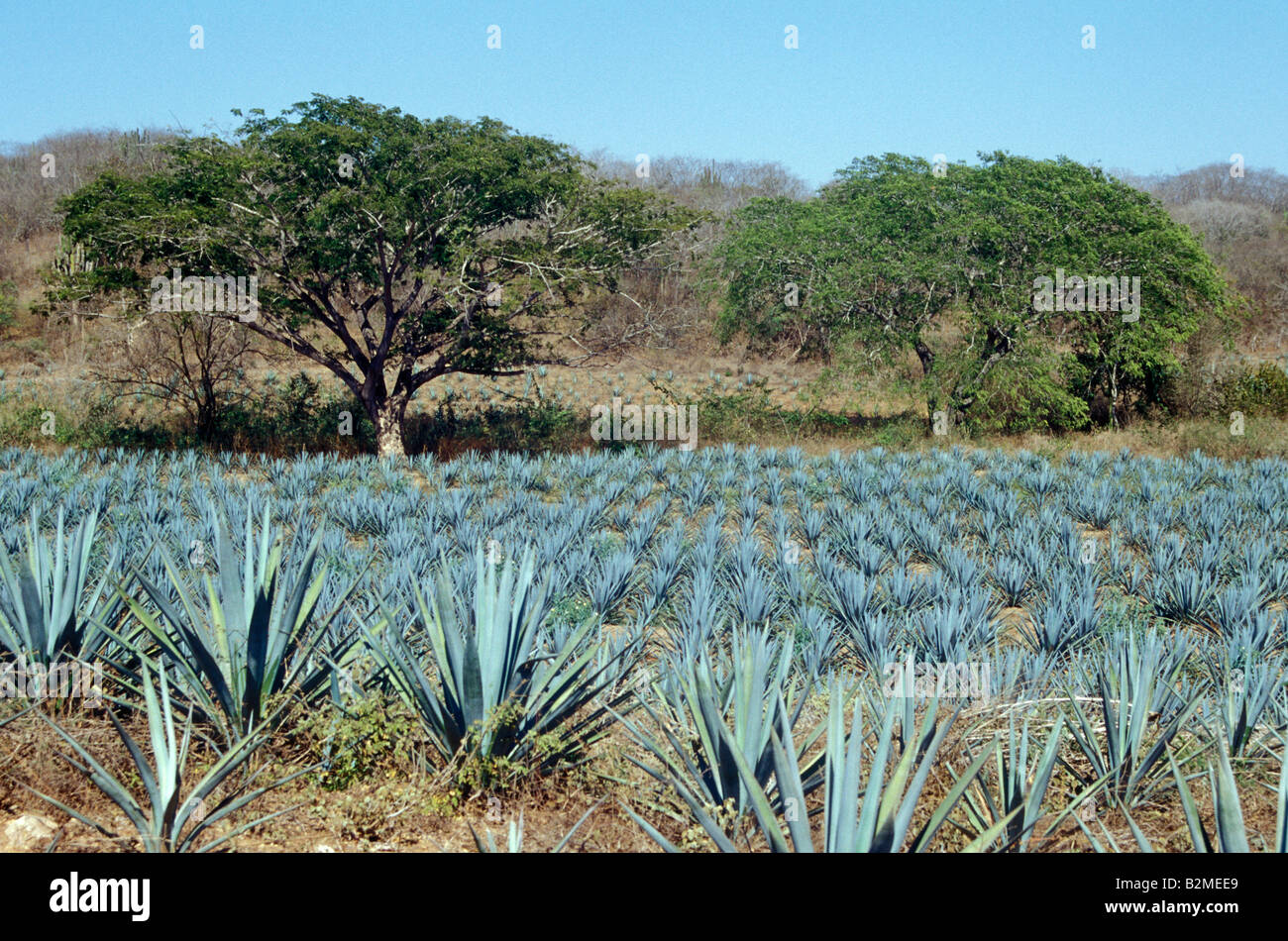 Field of blue agave plants, Sinaloa, Mexico Stock Photo - Alamy