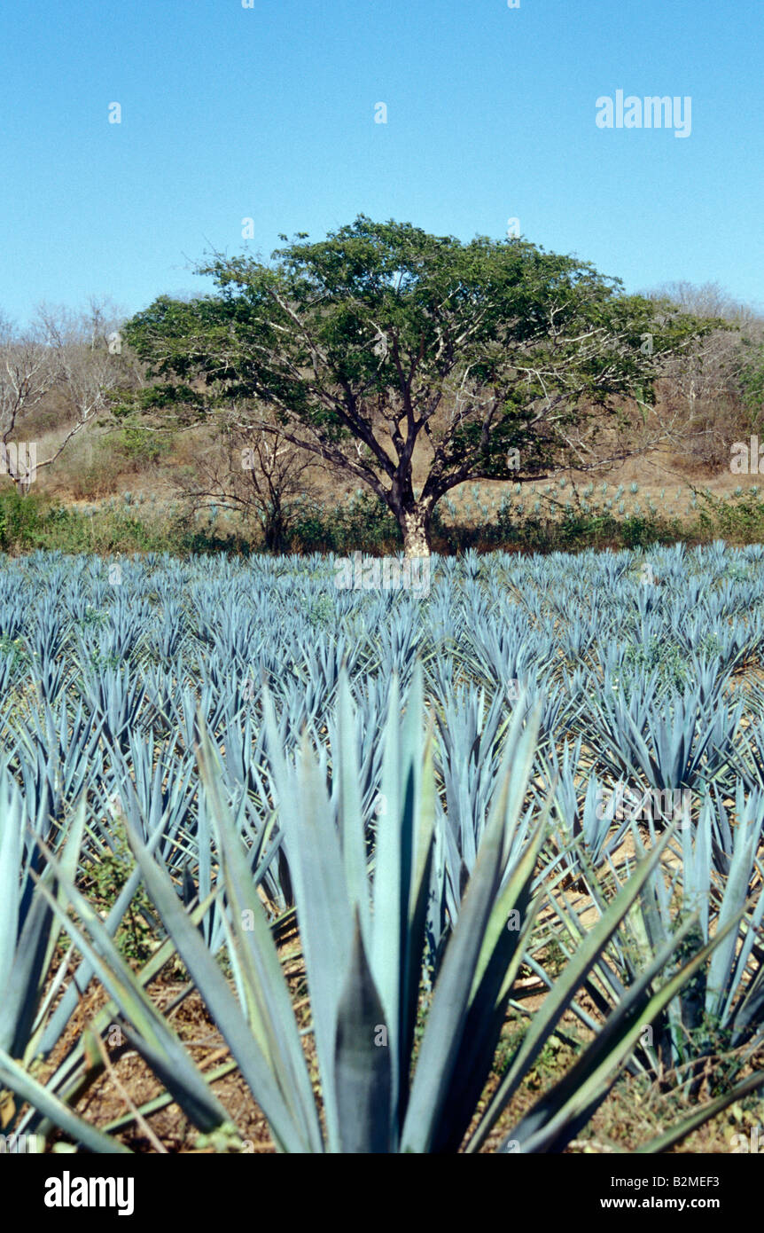 Field of blue agave plants, Sinaloa, Mexico Stock Photo - Alamy