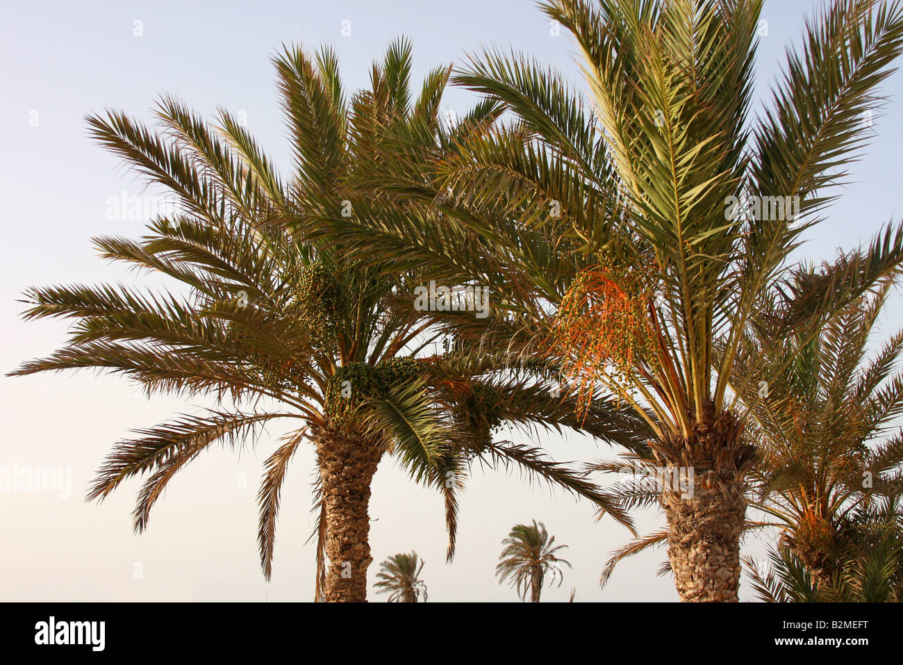 Date palm trees in Africa, Tunisia Stock Photo - Alamy Date palm trees in Africa, Tunisia Stock Photo - Alamy