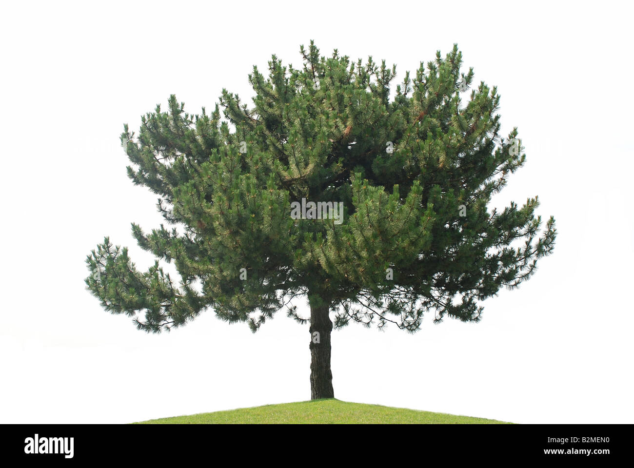 Pine tree isolated on a white background Stock Photo - Alamy