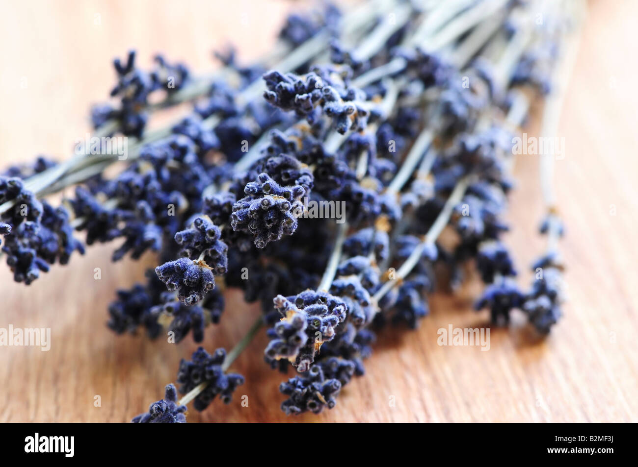 Dried plant sprigs hi-res stock photography and images - Alamy