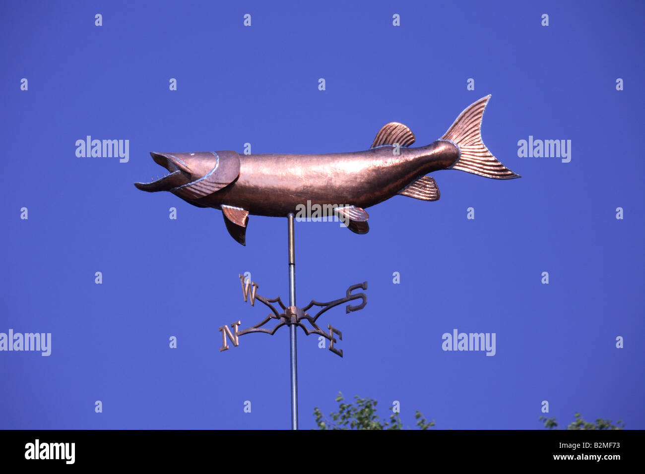 Muskellunge High Resolution Stock Photography and Images - Alamy