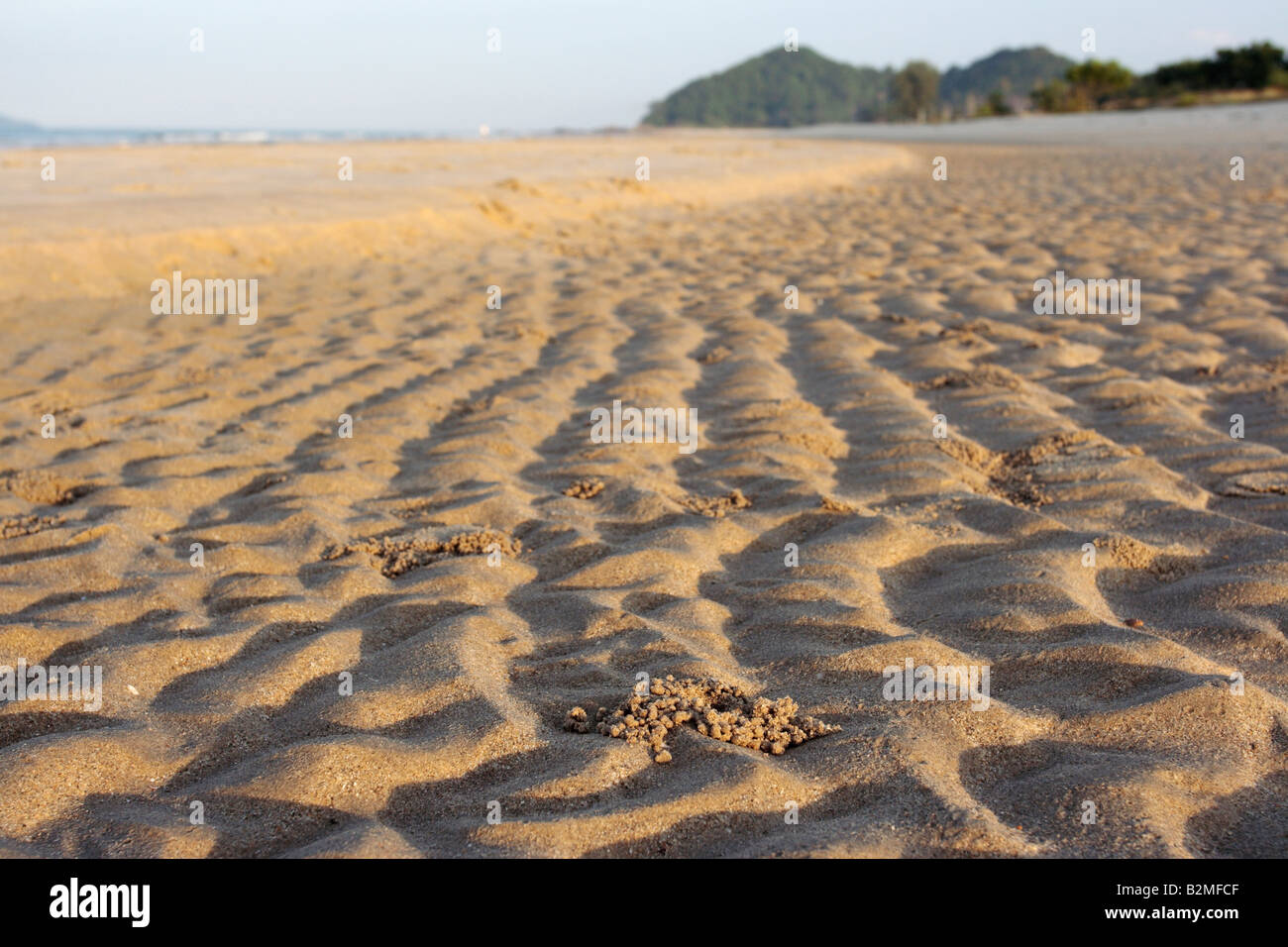 Sand balls made by Sand Bubble Crab at Chendering beach in Kuala ...