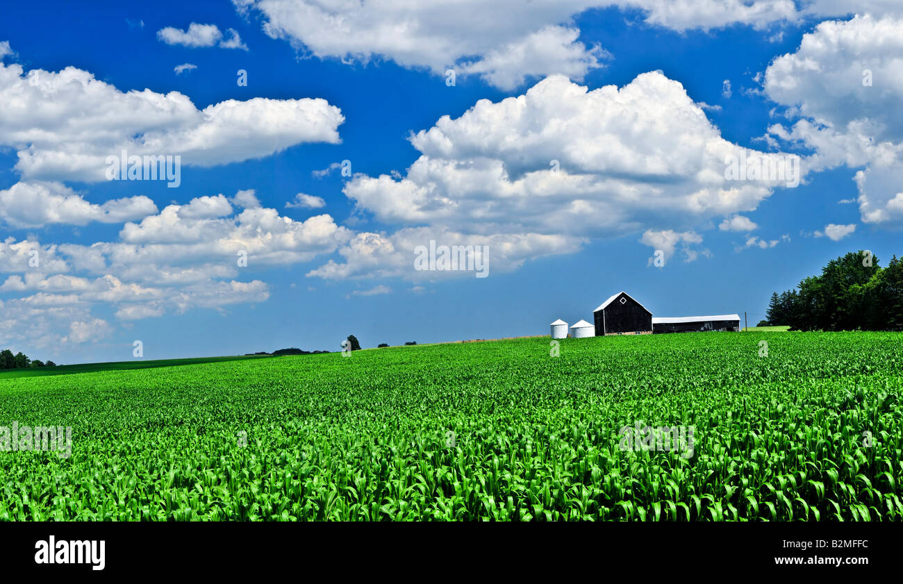 Panoramic rural summer landscape with green corn field and a farm Stock ...