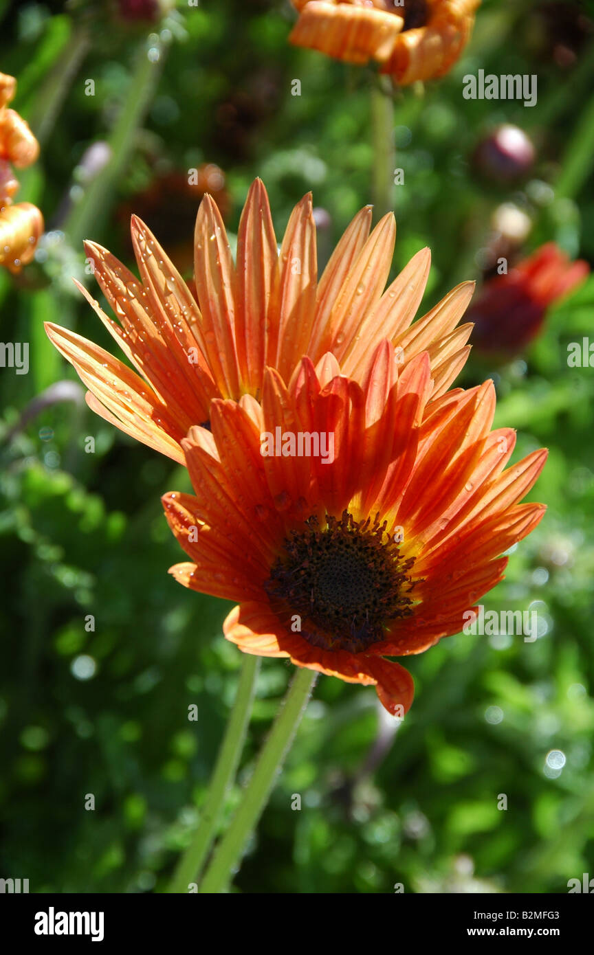 Cape Daisy Arctotis x hybrida Flame Tender perennial with bright ...