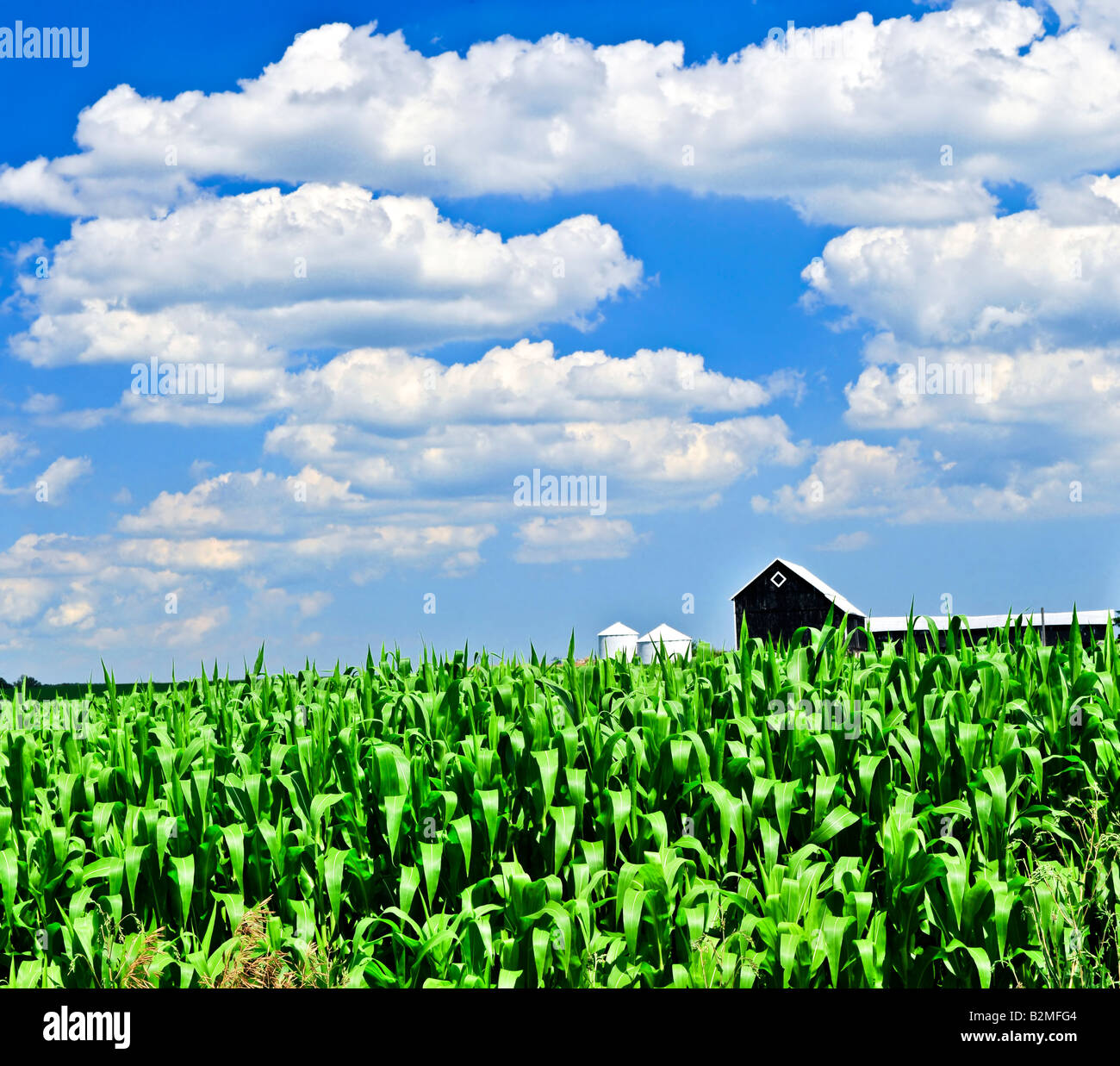 Farm house corn field hi-res stock photography and images - Alamy