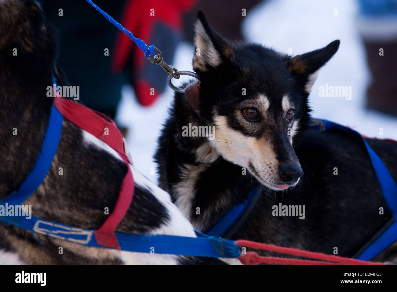 Iditarod Sled Dog Stock Photo - Alamy