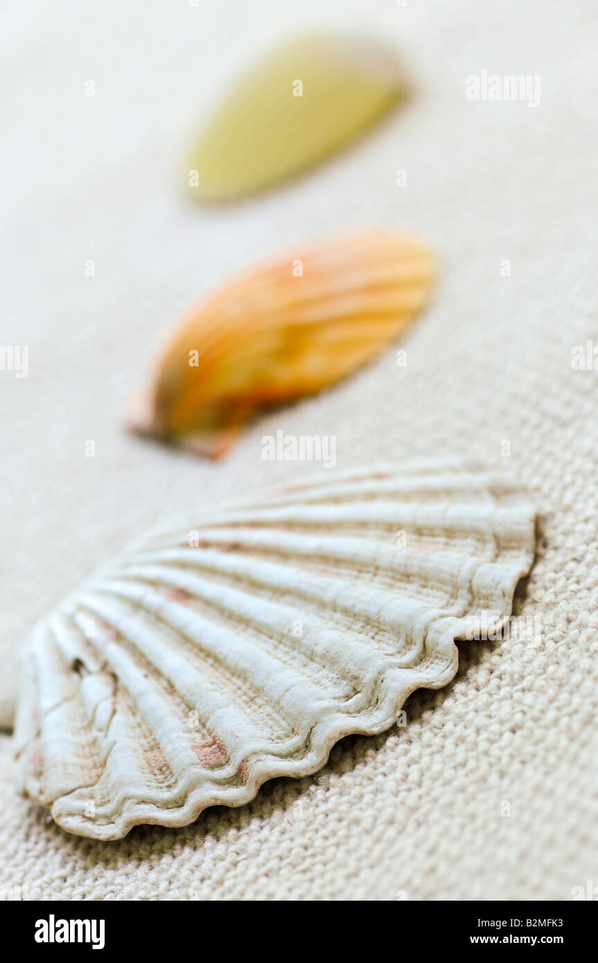 Background of several colorful seashells close up Stock Photo - Alamy