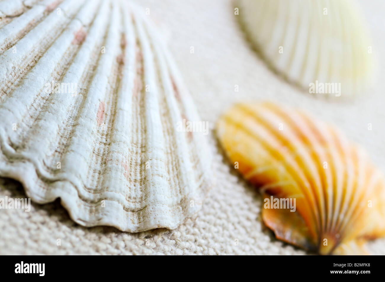 Background of several colorful seashells close up Stock Photo - Alamy