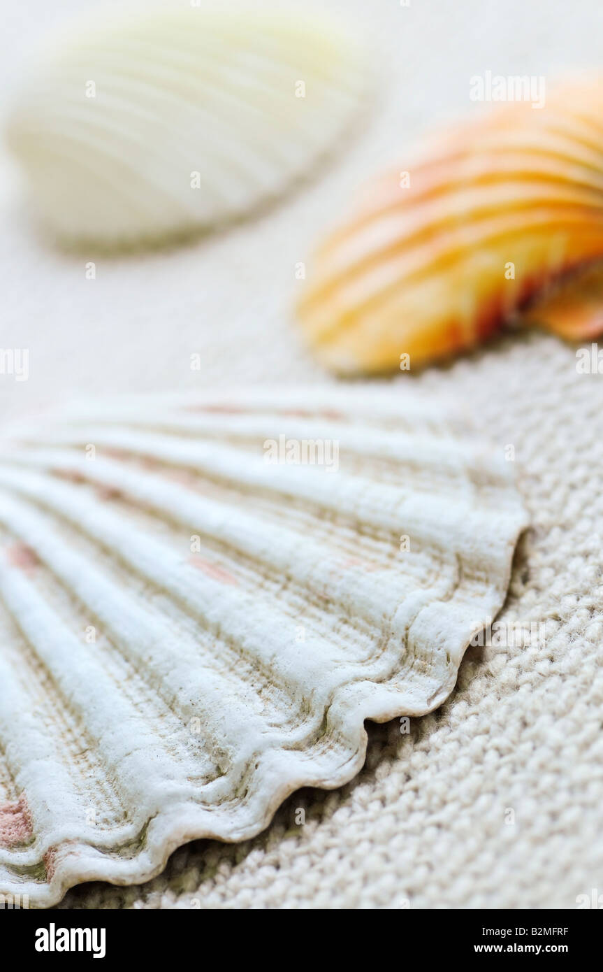 Background of several colorful seashells close up Stock Photo - Alamy