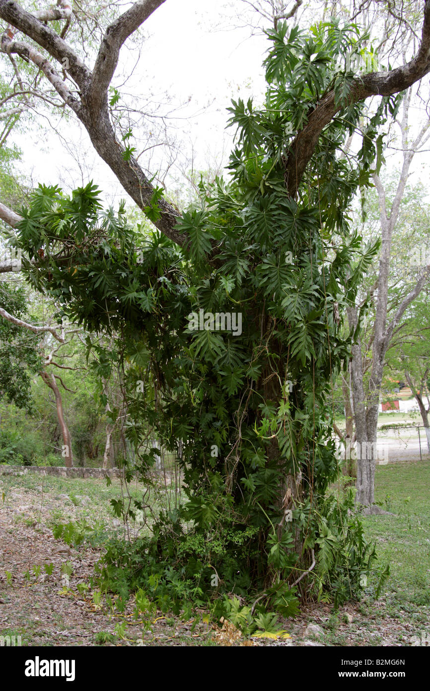 Ceriman or Swiss Cheese Plant, Monstera deliciosa, Uxmal archeological ...