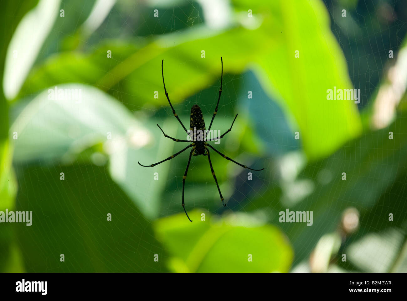 bali indonesia spider big web scary creepy crawly insect wildlife ...