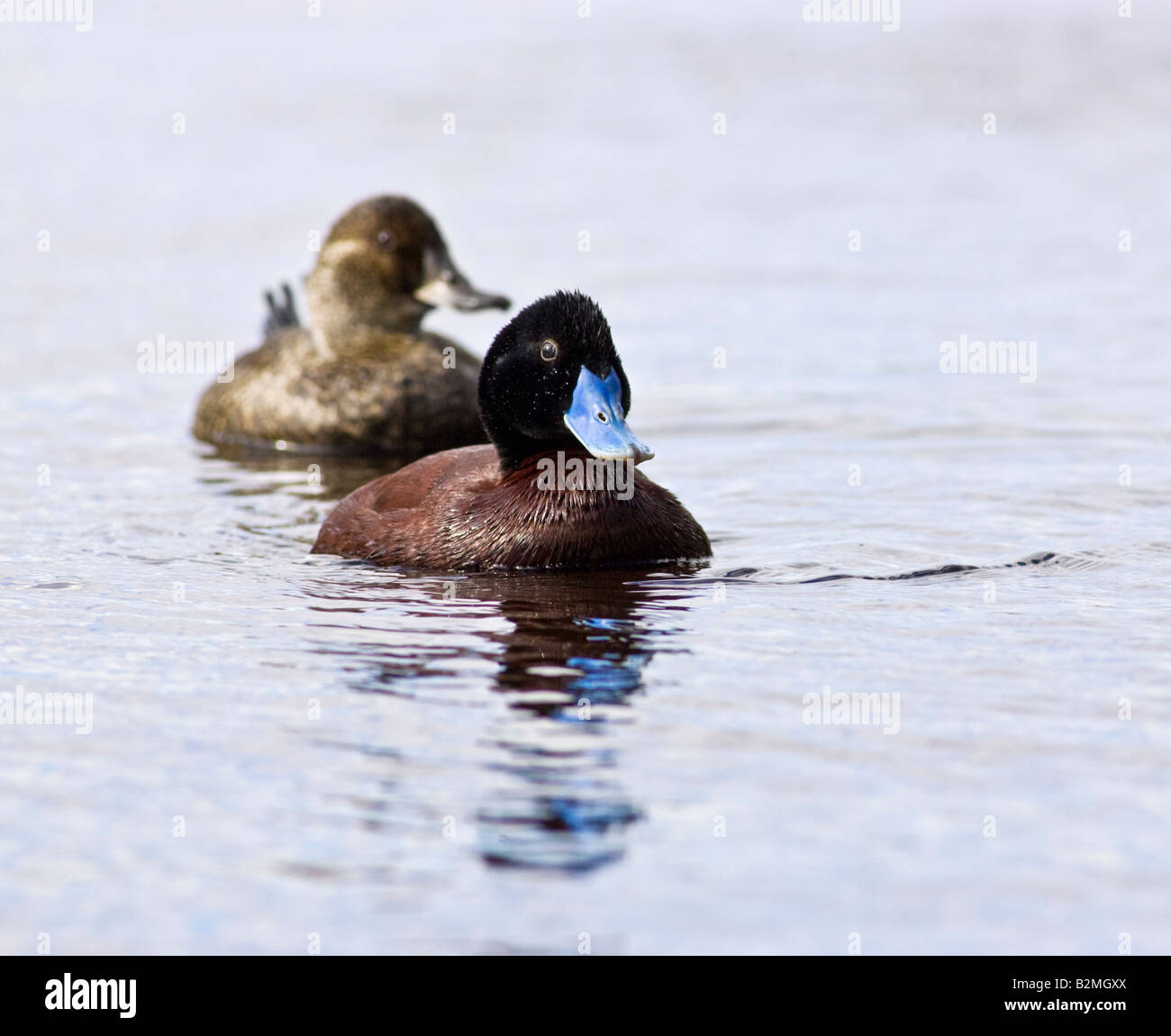 A female blue-billed duck (Oxyura australis) pursuing a male during ...