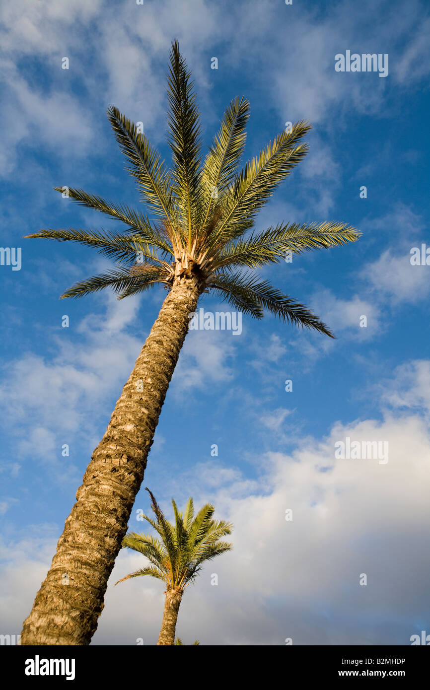 Palm tree long angle view Stock Photo - Alamy