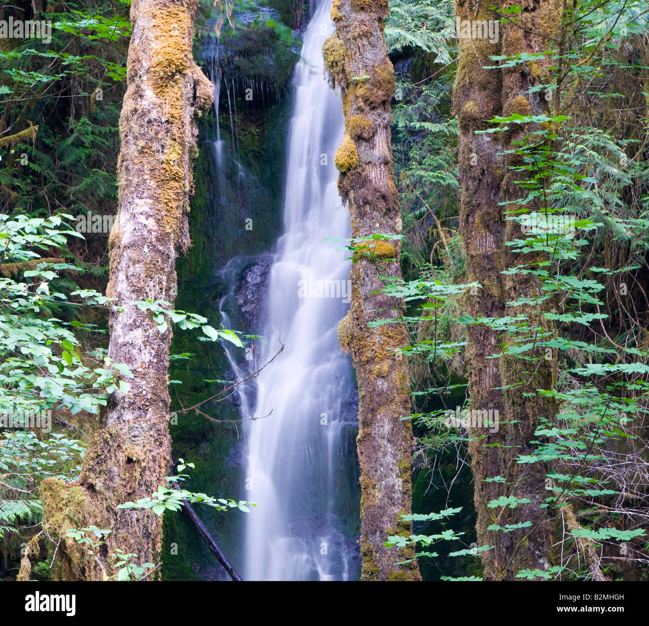 Mountain waterfall surrounded by trees Stock Photo - Alamy
