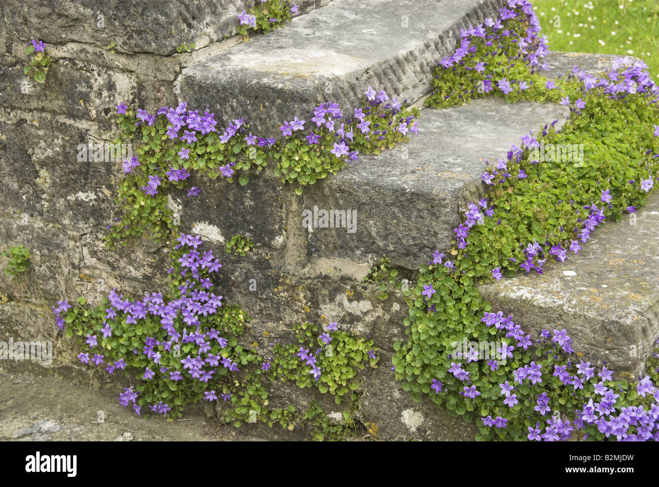 Garden steps creeping hi-res stock photography and images - Alamy