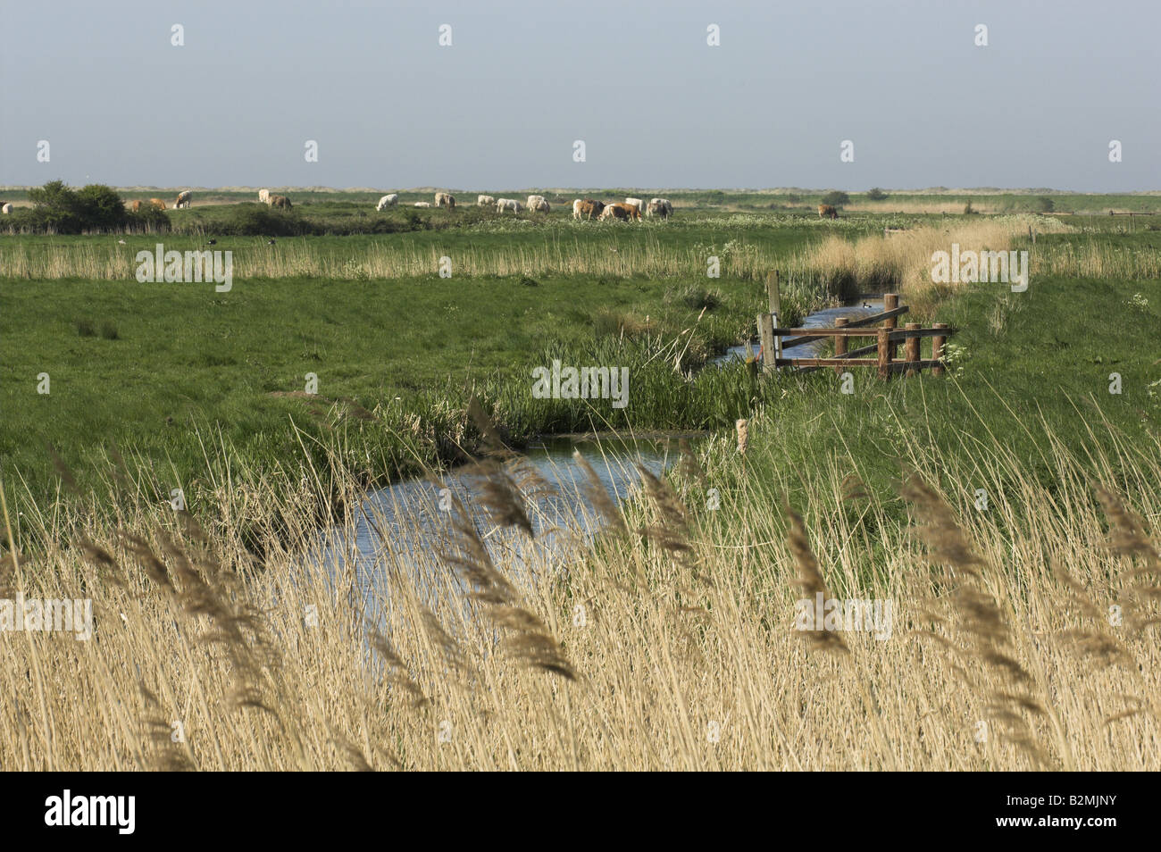 Coastal grazing marsh Burham Norton Norfolk UK May Stock Photo - Alamy