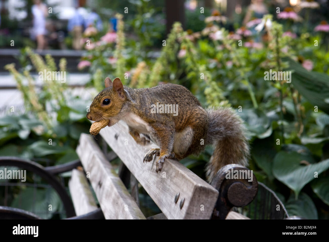 Grey Squirrel feeding in Manhatten Central Park, New York Stock Photo ...