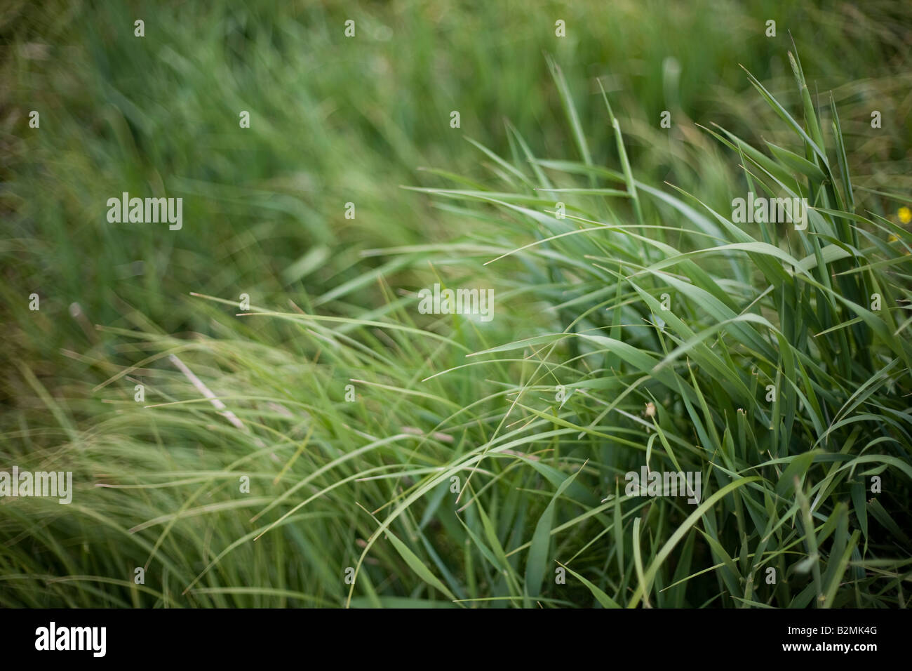 Field of tall green grass flowing in the wind Stock Photo - Alamy