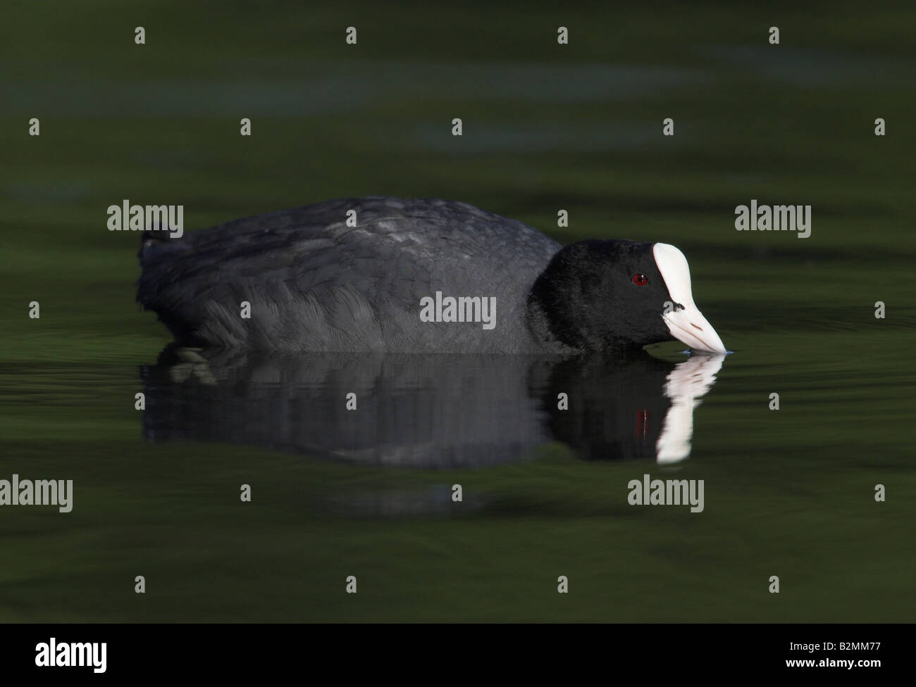 Eurasian Coot Black Coot Fulica atra Rails Bird Stock Photo - Alamy