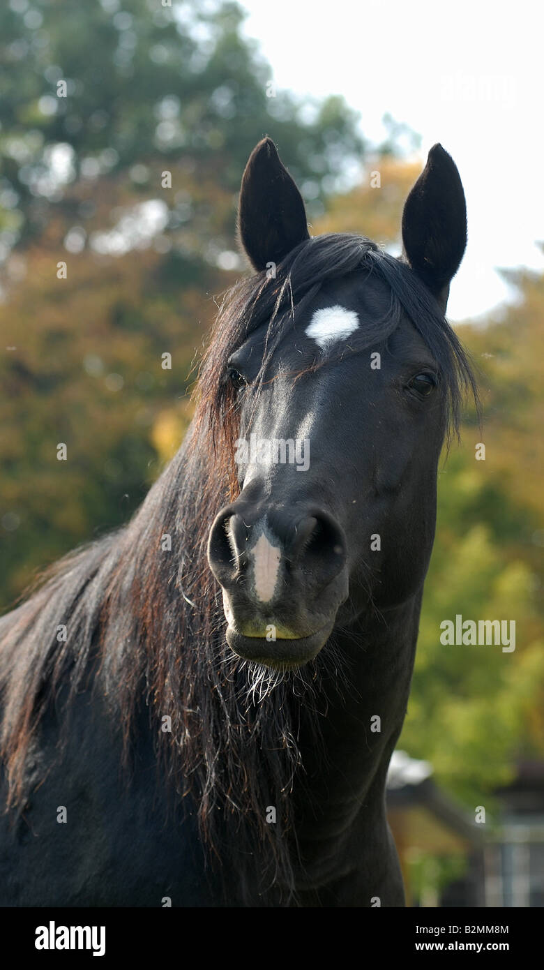 Arabian thoroughbred horse Arabisches Vollblutpferd Stock Photo - Alamy