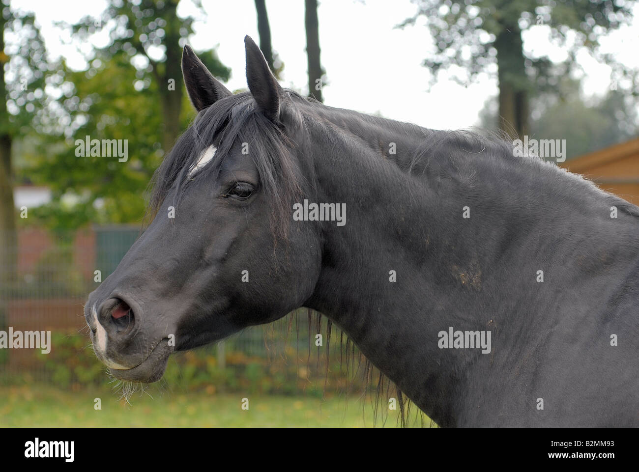 Arabian thoroughbred horse Arabisches Vollblutpferd Stock Photo - Alamy