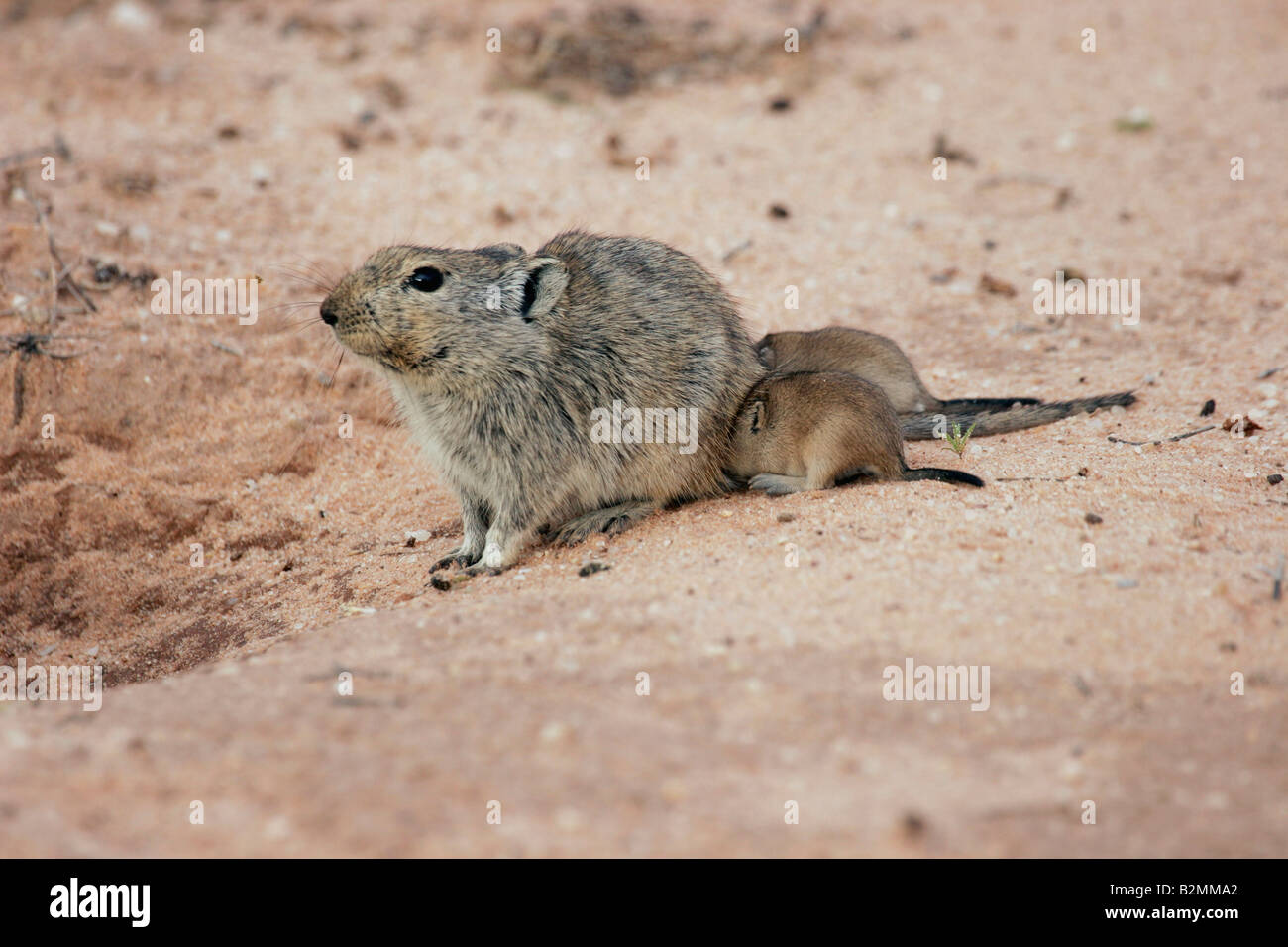 Whistling rat hi-res stock photography and images - Alamy