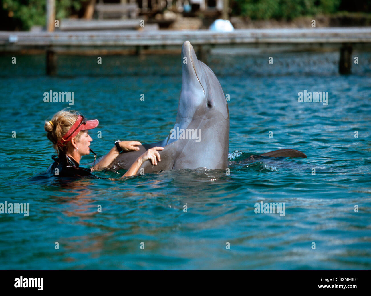 Bottlenose Dolphin animal trainer working with dolphin Caribbean ...