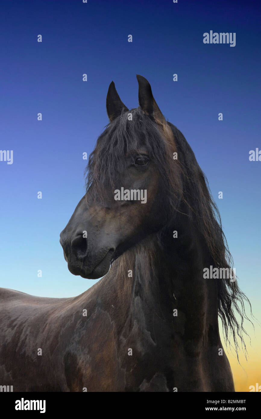 Friesenpferde Friese Friesian Horse Stock Photo - Alamy