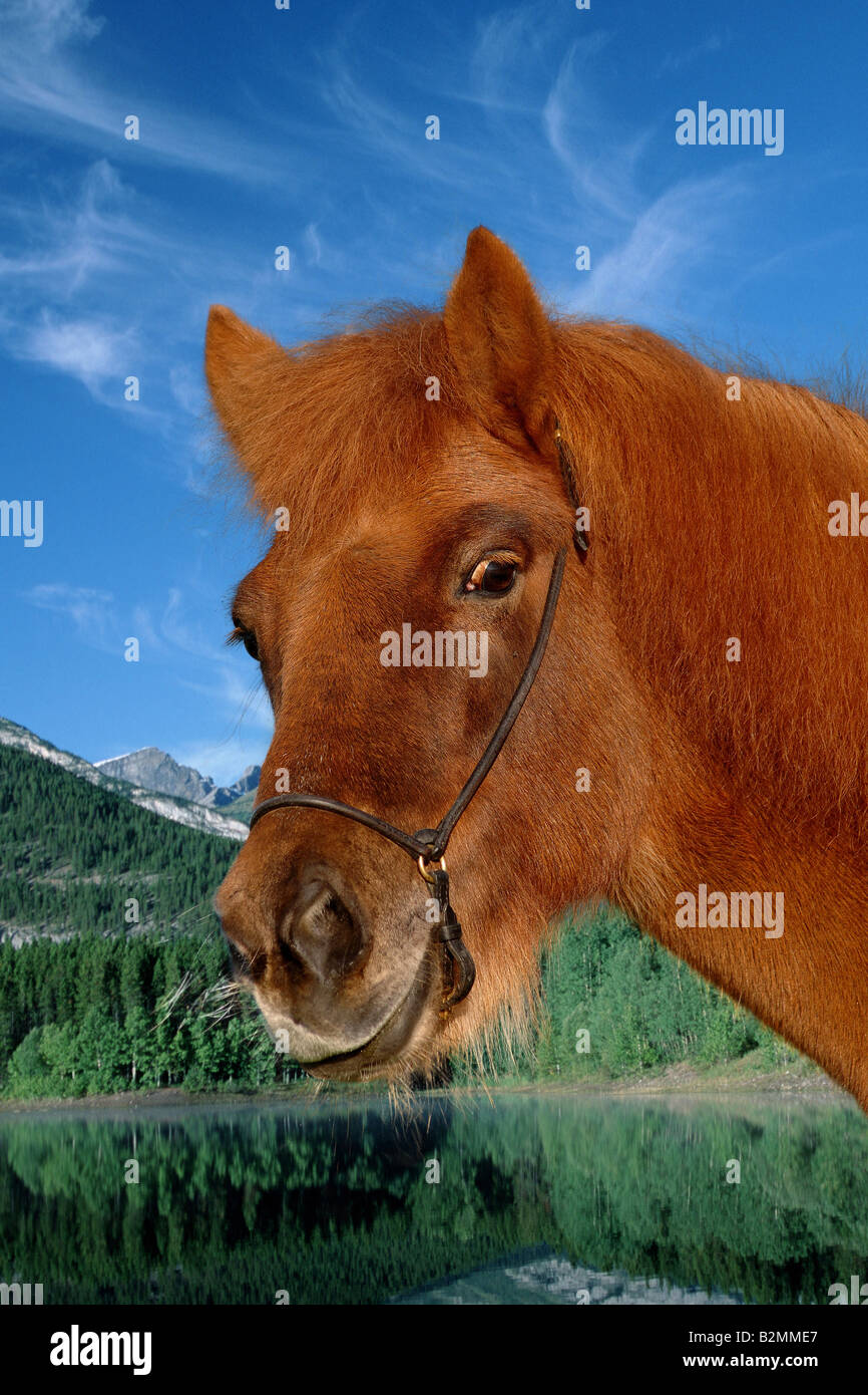 Islandpony High Resolution Stock Photography and Images - Alamy