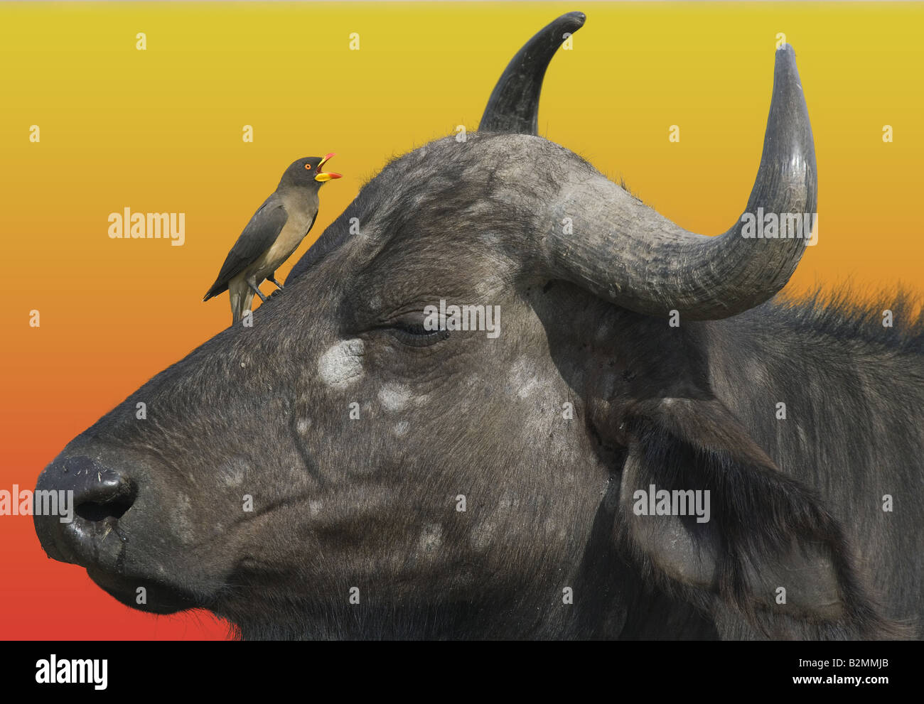 Kaffernbueffel hi-res stock photography and images - Alamy