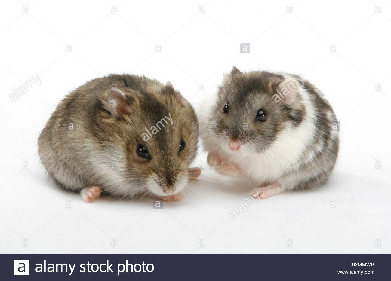Dzhungarian dwarf hamster Phodopus sungorus Dschungarischer Stock Photo ...