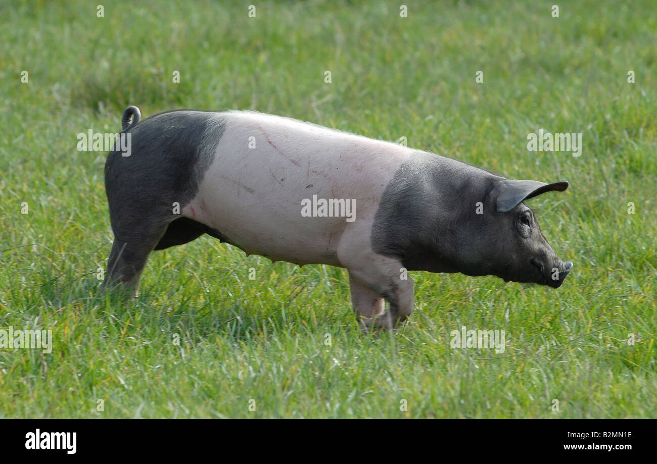 Swabian Pig Domestic pigs Schwaebisch Haellisches Landschwein German ...