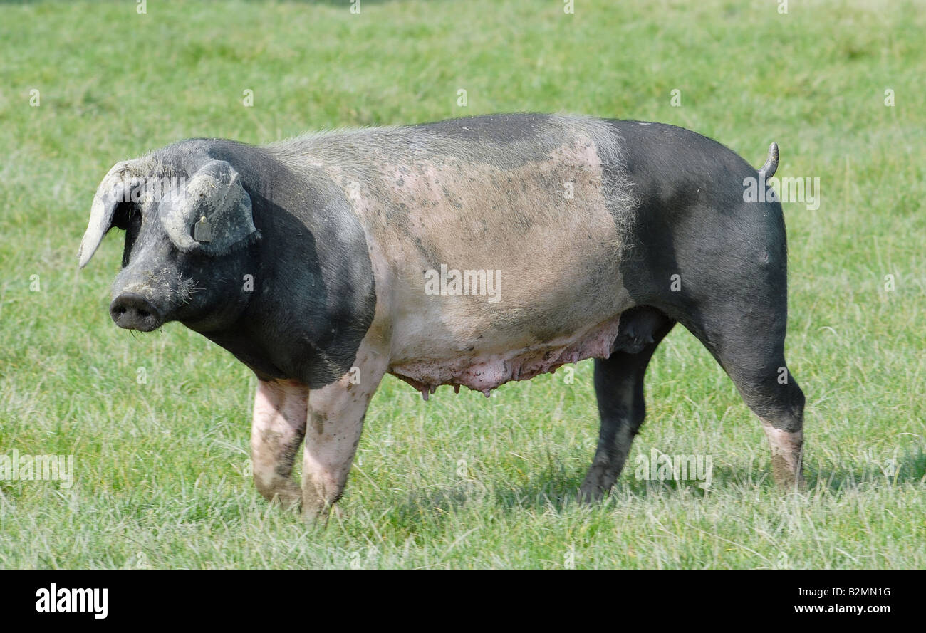 Swabian Pig Domestic pigs Schwaebisch Haellisches Landschwein German ...