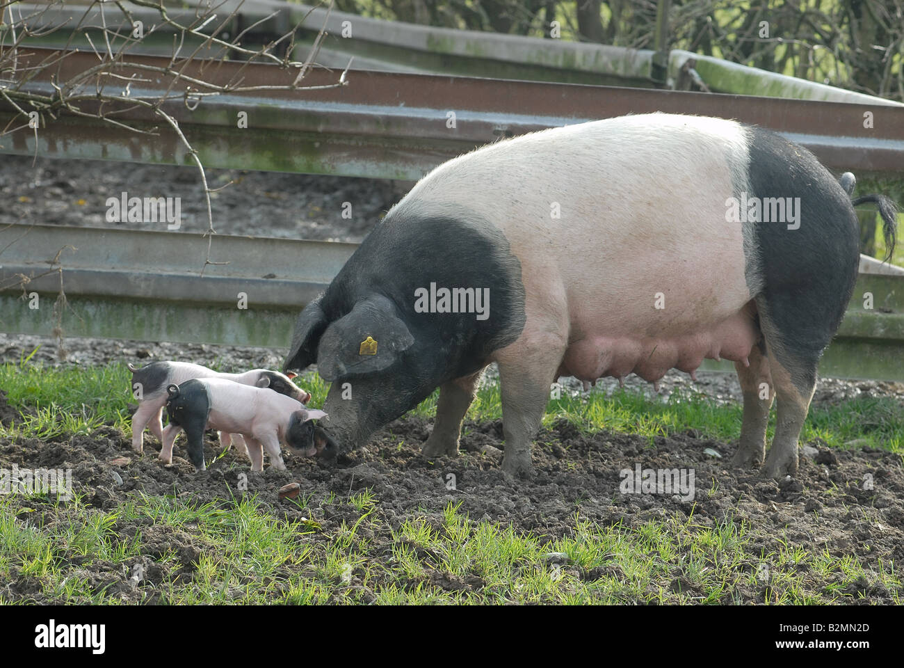Swabian Pig Domestic pigs Schwaebisch Haellisches Landschwein German ...